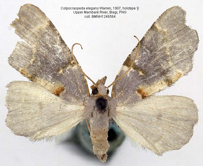 Colpocraspeda sp., Minggre, Arfak Mountains, Papua - by Ferdy Christant ...